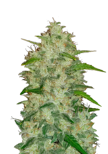 Chemdawg Auto Strain Info / Chemdawg Auto Weed By Fast Buds - GrowDiaries