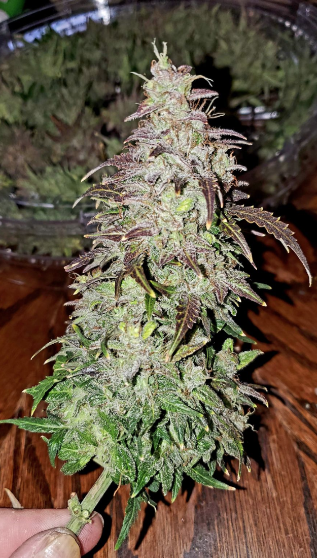 Skunk Auto Strain Info / Skunk Auto Weed By Fast Buds - GrowDiaries