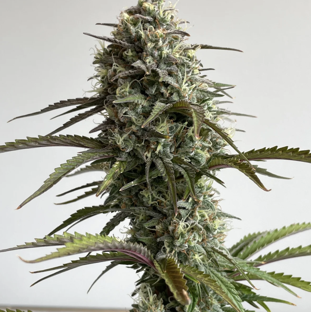 Skunk Auto Strain Info / Skunk Auto Weed By Fast Buds - GrowDiaries