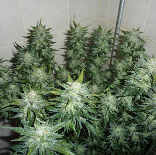 Skunk Auto Strain Info / Skunk Auto Weed By Fast Buds - GrowDiaries