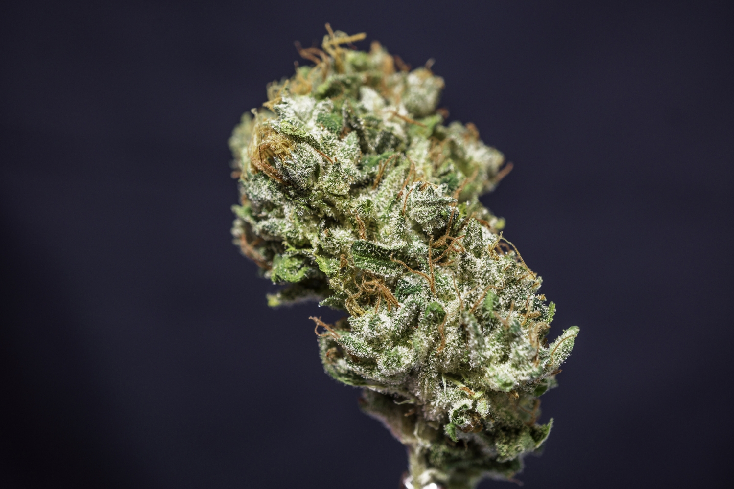 Frosty Friday Strain Info / Frosty Friday Weed By Super Sativa Seed ...