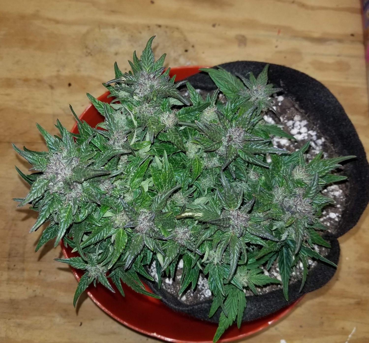 Auto Blue Pyramid Strain Info / Auto Blue Pyramid Weed By Pyramid Seeds ...