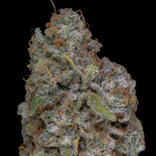 Wedding Cheesecake Auto Strain Info / Wedding Cheesecake Auto Weed By ...