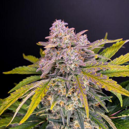 Strawberry Pie Auto Strain Info / Strawberry Pie Auto Weed By Fast Buds ...