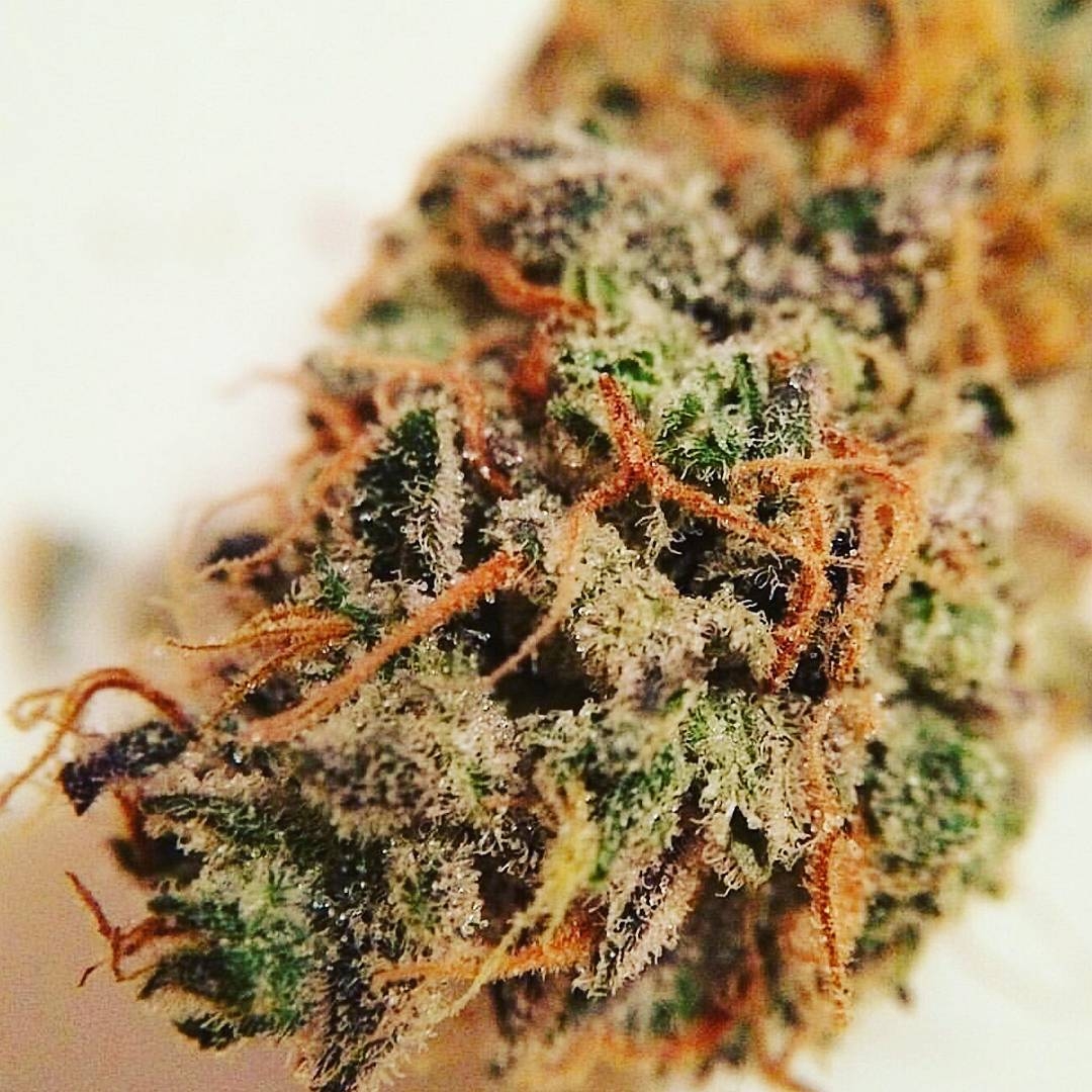 Super Shark Strain Info / Super Shark Weed By 710 Genetics - GrowDiaries