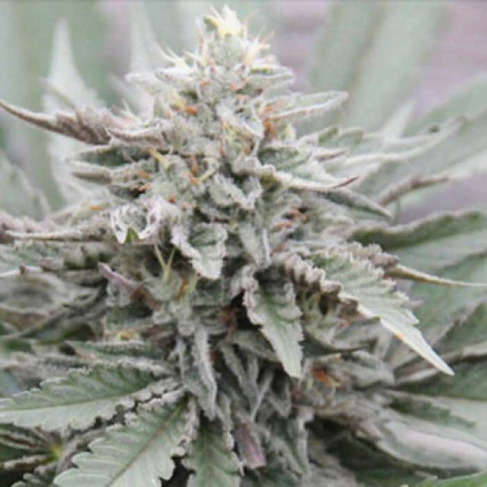 Super Stinky Strain Info / Super Stinky Weed By 710 Genetics - GrowDiaries