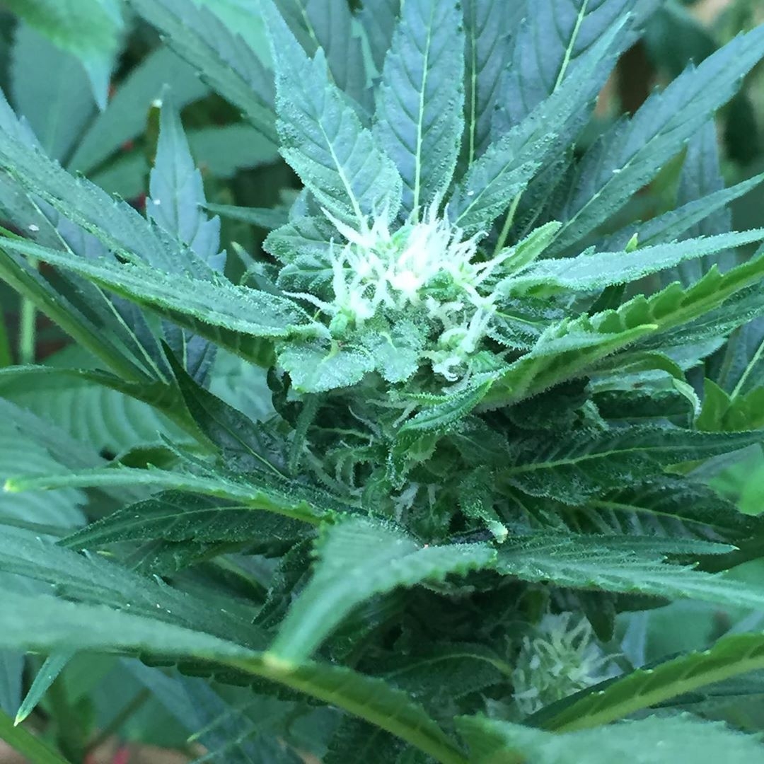 Auto Purps Strain Info / Auto Purps Weed By 710 Genetics - GrowDiaries