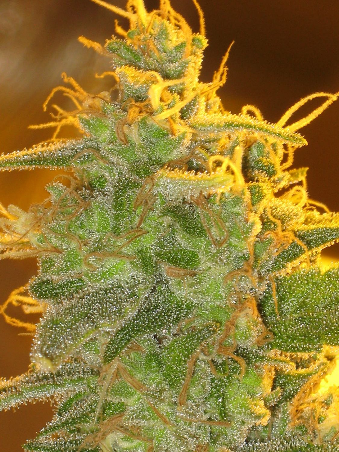 Buddah's Hand Strain Info / Buddah's Hand Weed By Bodhi Seeds - GrowDiaries