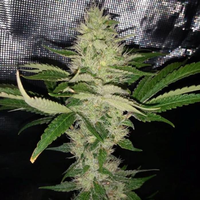 Cry Baby Strain Info / Cry Baby Weed By Dark Horse Genetics - GrowDiaries