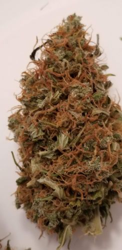 GDP Auto X Gumberry Auto Strain Info / GDP Auto X Gumberry Auto Weed By ...