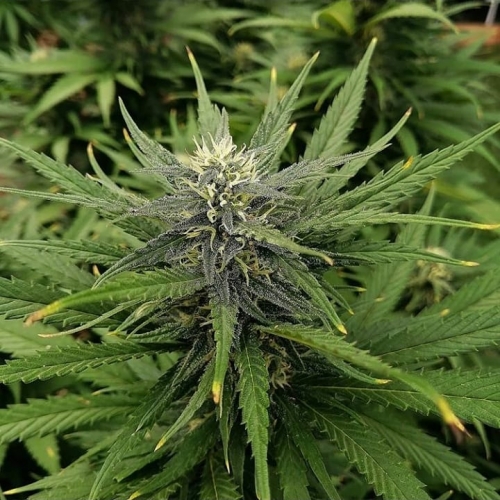 Blue Dream Strain Info / Blue Dream Weed By Garden of Green - GrowDiaries