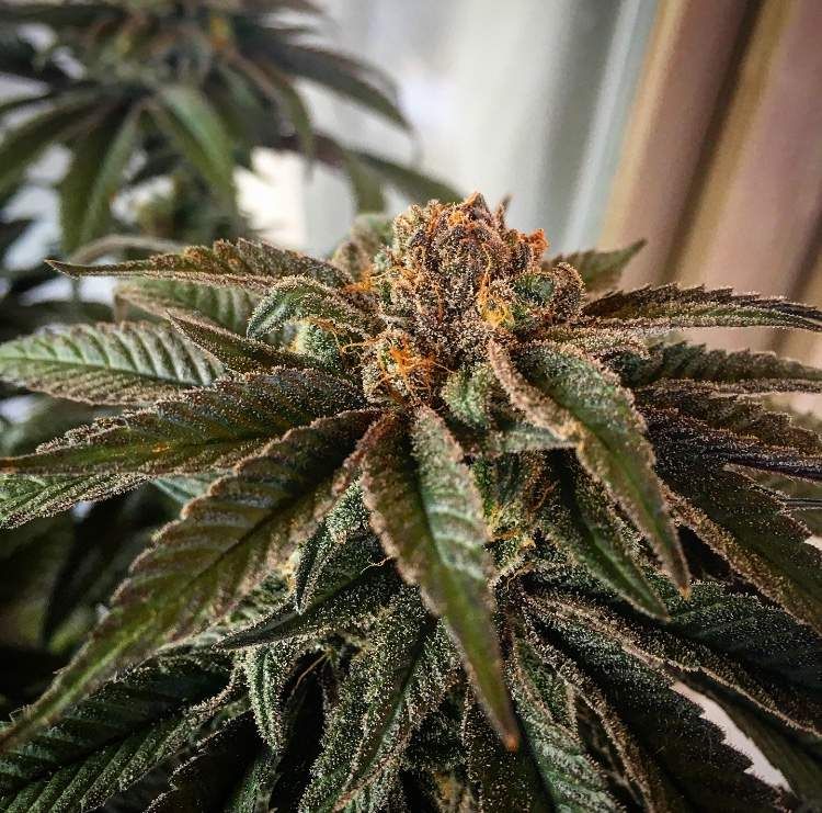 Sour Tangie Strain Info / Sour Tangie Weed By Garden of Green - GrowDiaries