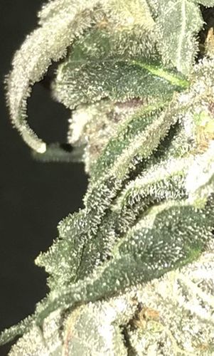 Wedding Cake Strain Info / Wedding Cake Weed By Garden of Green ...
