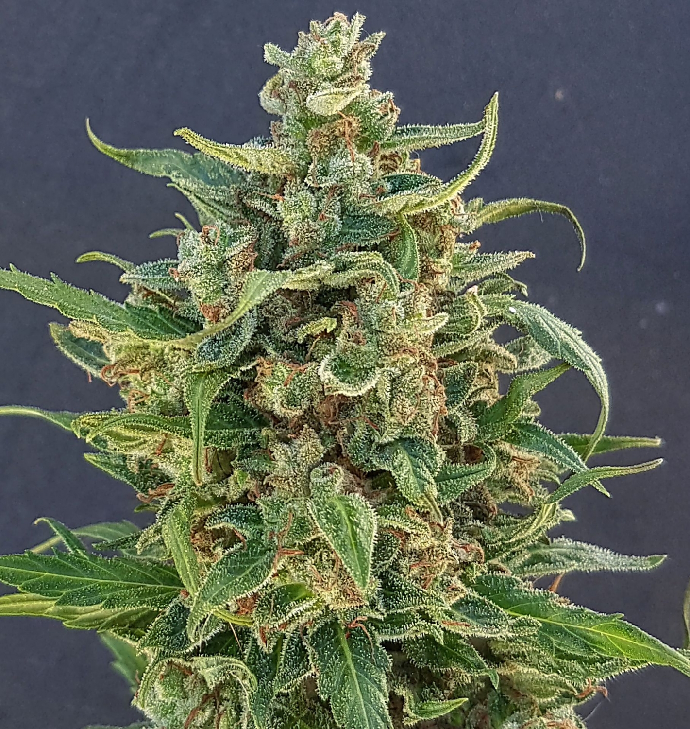 Triple XL Auto Strain Info / Triple XL Auto Weed By Lineage Genetics ...
