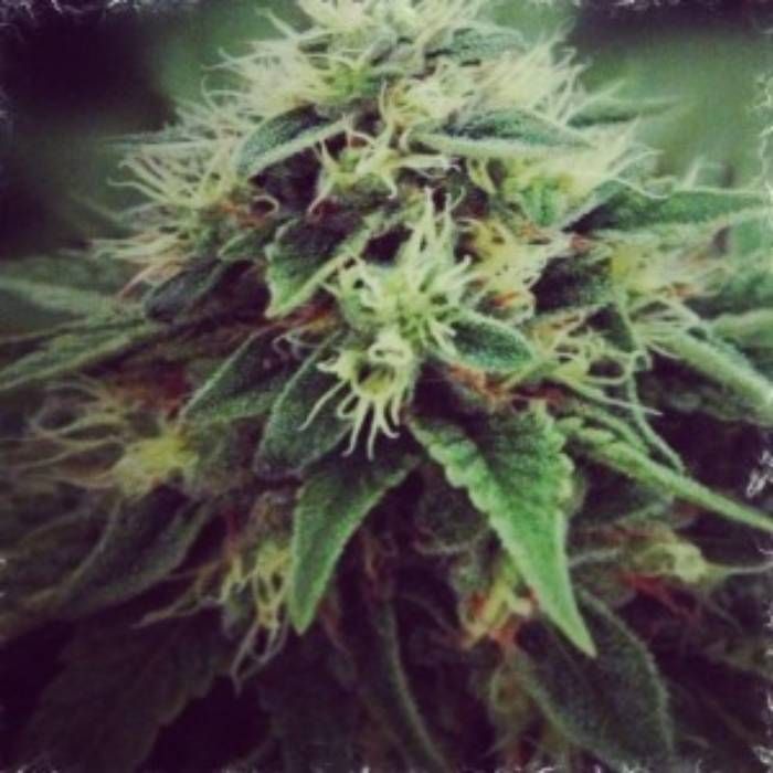 Loud OG Strain Info / Loud OG Weed By Loud Seeds - GrowDiaries