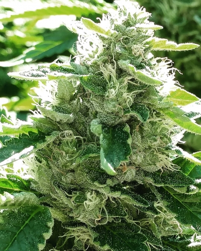 Kong OG Strain Info / Kong OG Weed By Norstar Genetics - GrowDiaries