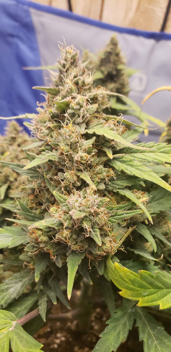 Auto Blueberry Strain Info / Auto Blueberry Weed By Quebec Cannabis ...