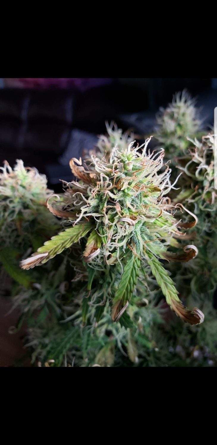 Auto Northern Lights Strain Info / Auto Northern Lights Weed By Quebec ...