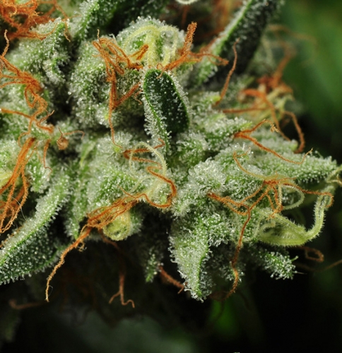 Cold Creek Kush Strain Info / Cold Creek Kush Weed By T.H.Seeds ...