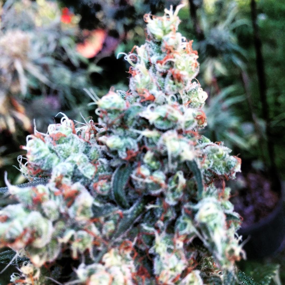 Cinderella 99 C99 Strain Info / Cinderella 99 C99 Weed By Quebec ...