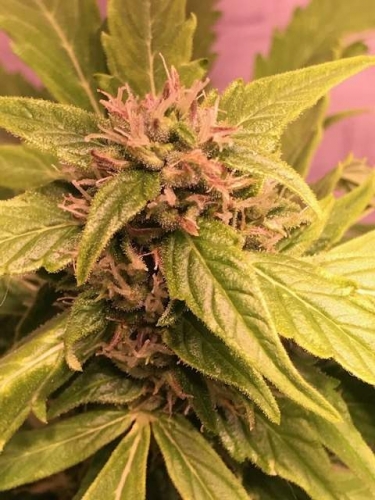 Dwarf Low Flyer Strain Info / Dwarf Low Flyer Weed By Quebec Cannabis ...