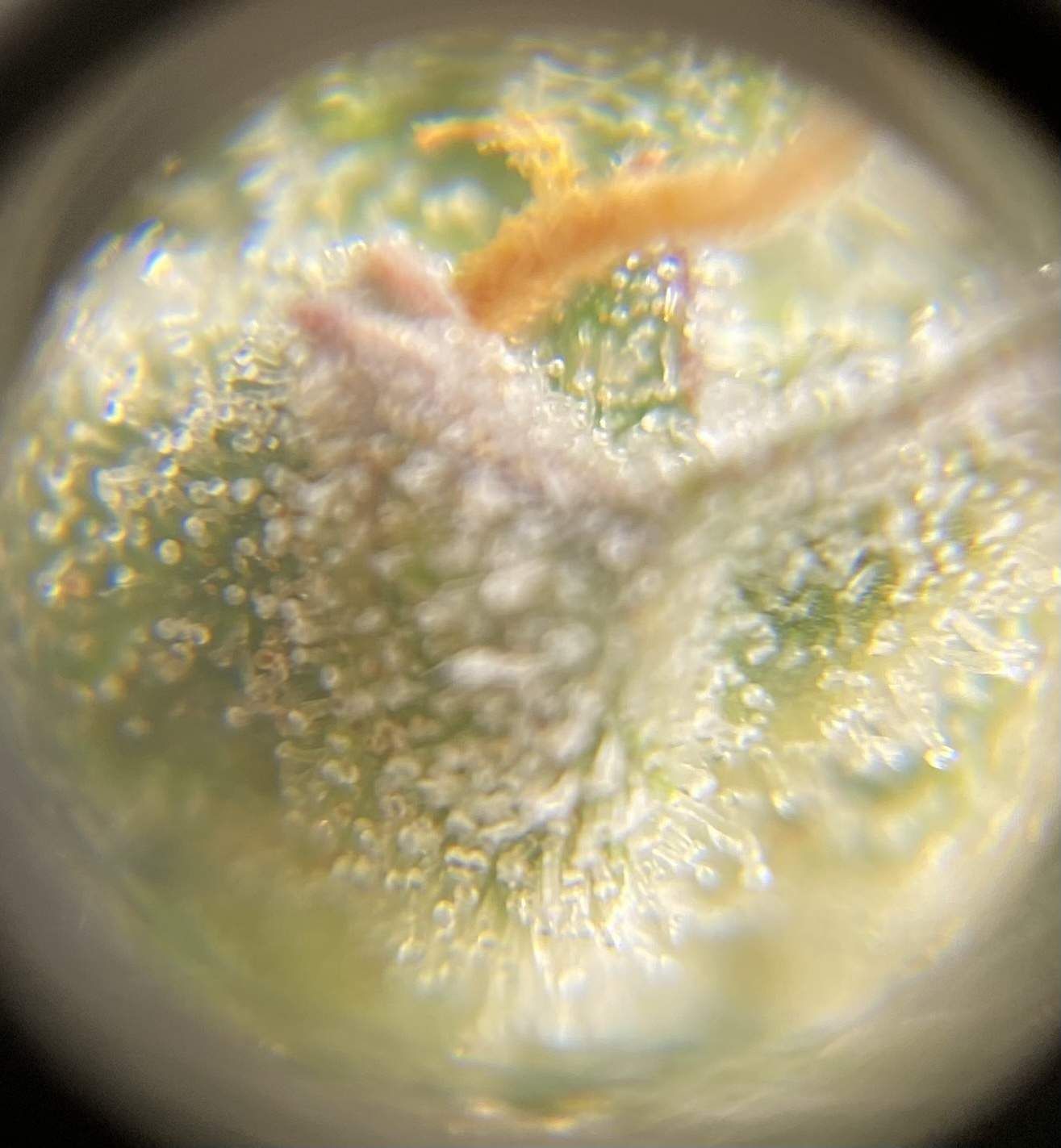 White Widow Auto Strain Info / White Widow Auto Weed By Cannabiorganic ...