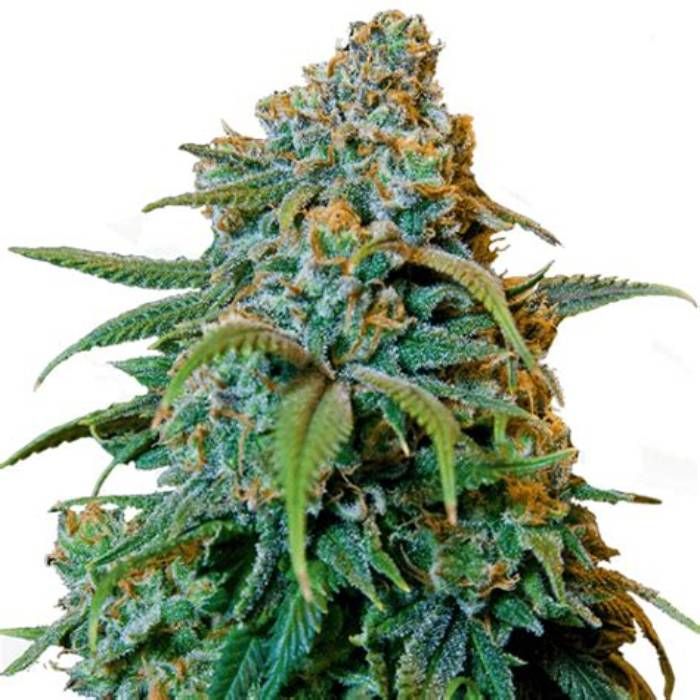 Tangerine Dream Strain Grow Info at Harvey Rosas blog