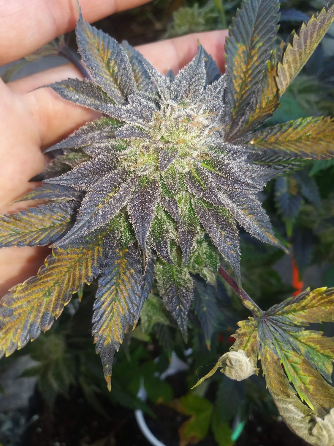 Platinum Banana Runtz S1 Strain Info / Platinum Banana Runtz S1 Weed By ...