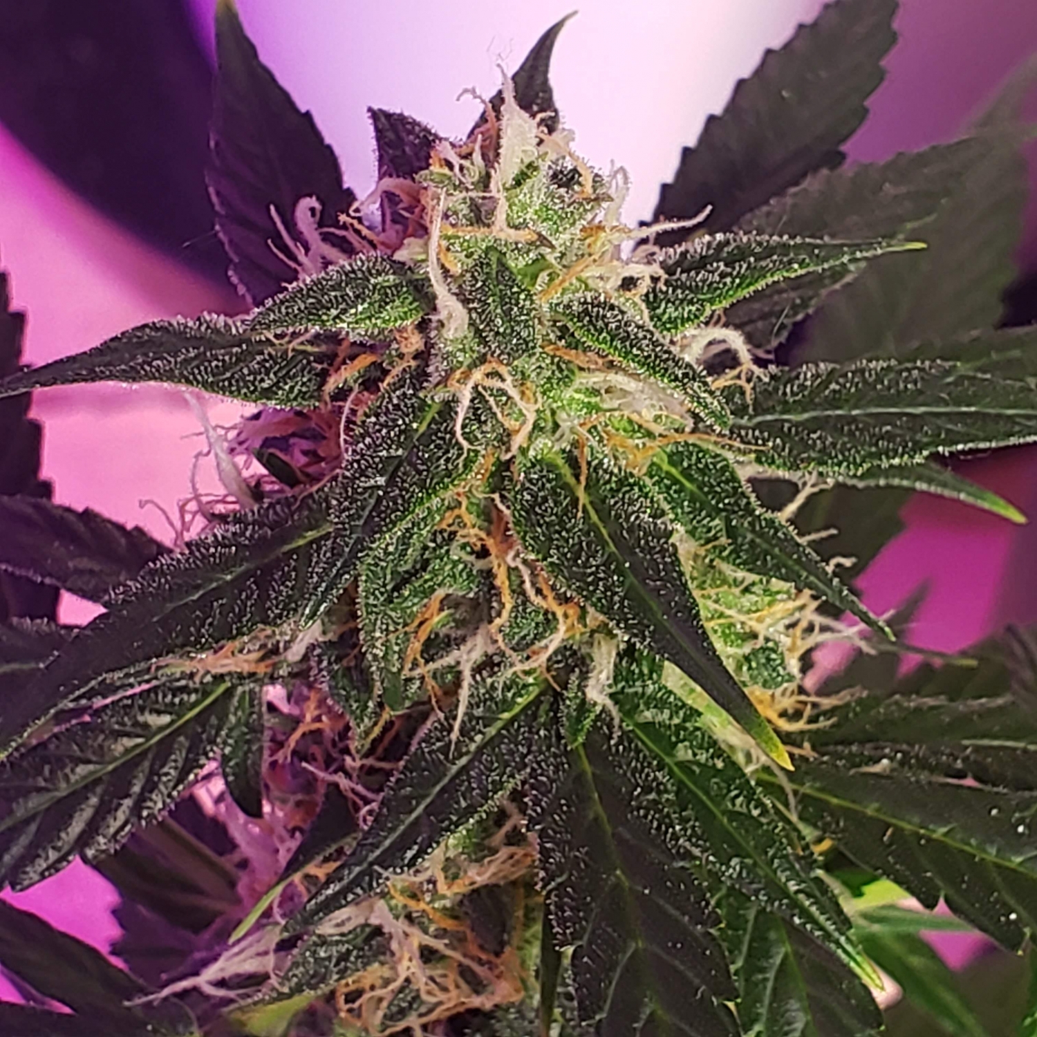 Magnum Auto Strain Info / Magnum Auto Weed By Oasis Genetics - GrowDiaries