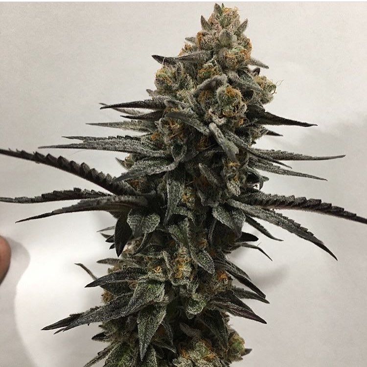 Platinum Delights Strain Info / Platinum Delights Weed By SinCity Seeds ...