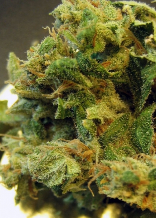 Burmese Strain Info / Burmese Weed By BC Bud Depot - GrowDiaries