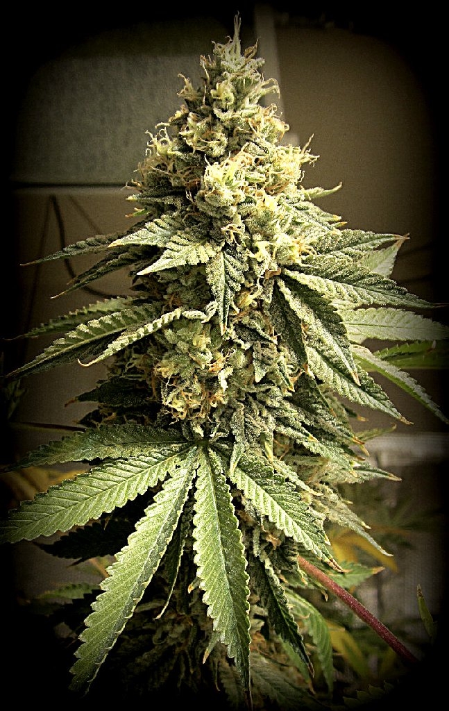 Galactic Jack Strain Info / Galactic Jack Weed By SinCity Seeds ...