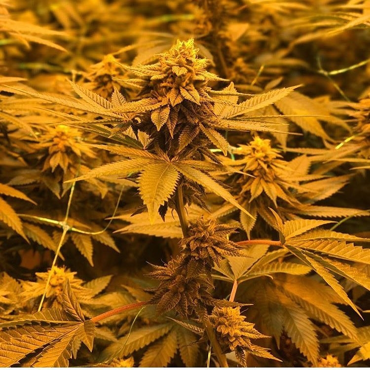 Chimp Mints AKA Gorilla Snacks Strain Info / Chimp Mints AKA Gorilla Snacks Weed By SinCity ...