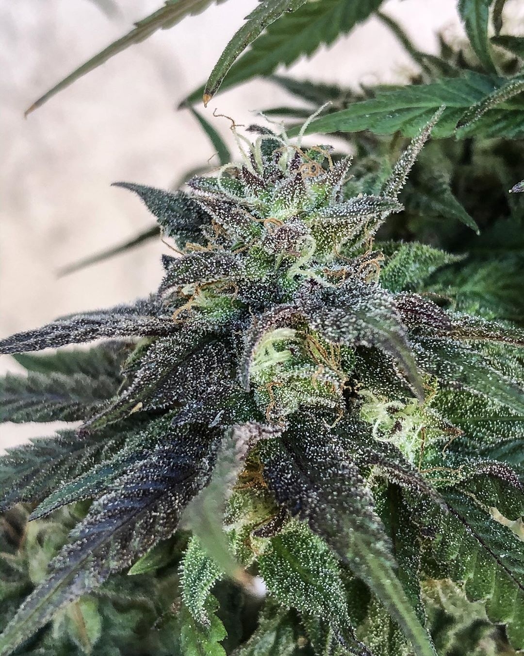 Lilac Jack Strain Info / Lilac Jack Weed By SinCity Seeds - GrowDiaries