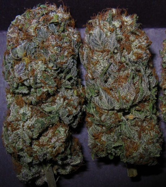 The Big Strain Info / The Big Weed By BC Bud Depot - GrowDiaries