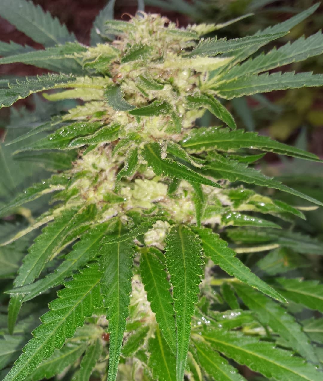 Cheese Strain Info / Cheese Weed By 207 Genetics - GrowDiaries