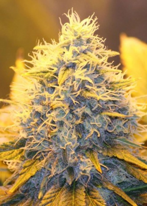 Papaya Strain Info / Papaya Weed By Nirvana - GrowDiaries