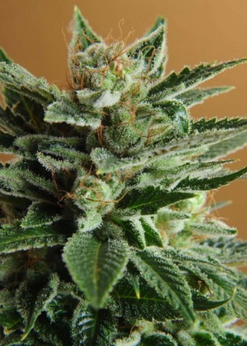 Snow White Strain Info / Snow White Weed By Nirvana - GrowDiaries