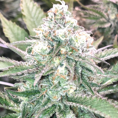 Nova OG Strain Info / Nova OG Weed By Anesia Seeds - GrowDiaries