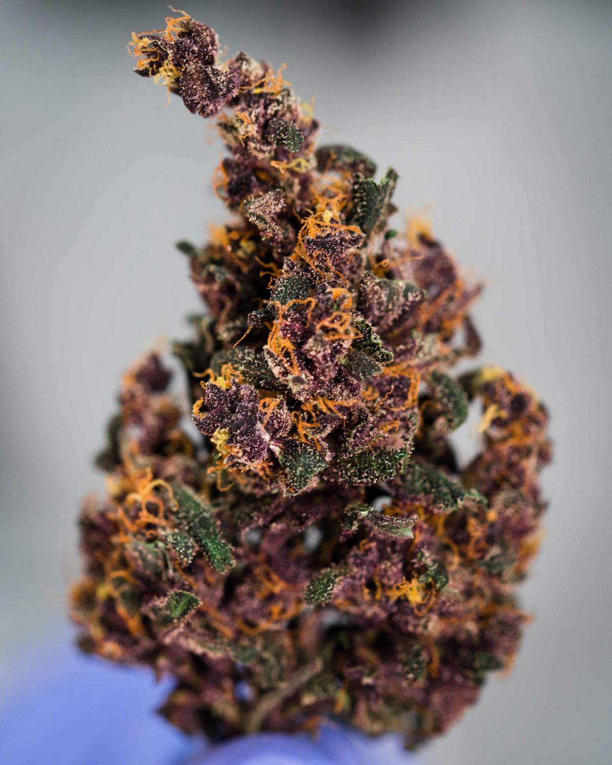 Auto Blackberry Moonrocks Strain Info / Auto Blackberry Moonrocks Weed ...