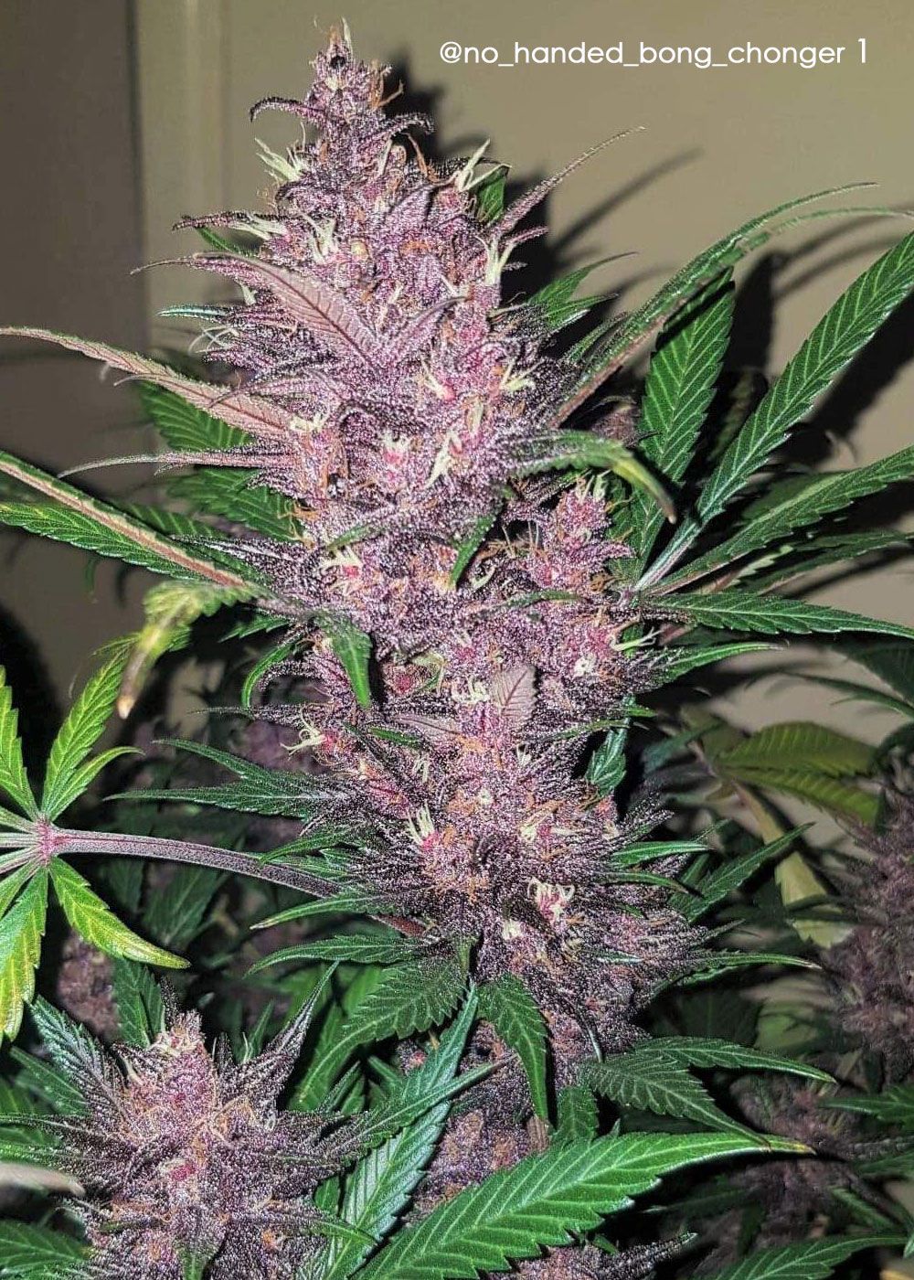 Auto Blackberry Moonrocks Strain Info / Auto Blackberry Moonrocks Weed ...