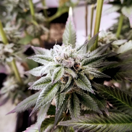 Future #1® Strain Info / Future #1® Weed By Anesia Seeds - GrowDiaries