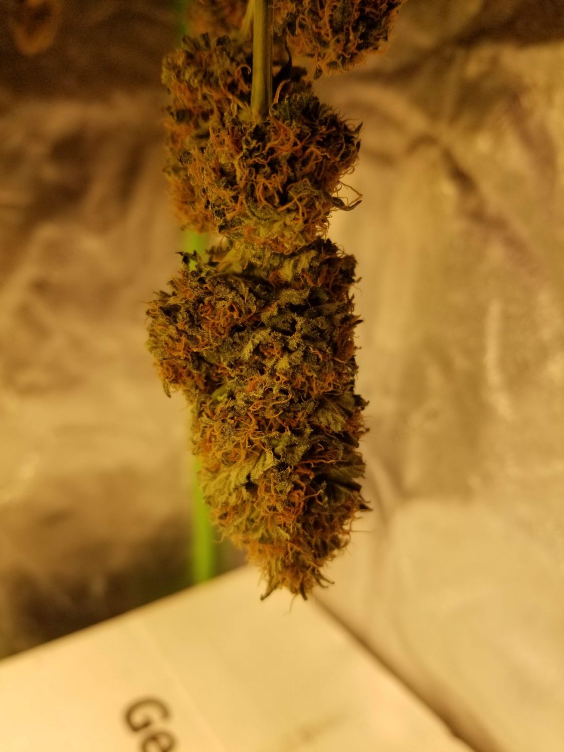 Bruce Banner Fast Fem Strain Info / Bruce Banner Fast Fem Weed By Canuk ...
