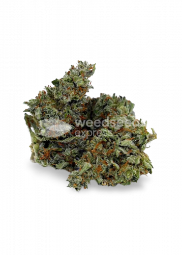 Chocolope feminized seeds Strain Info / Chocolope feminized seeds Weed ...