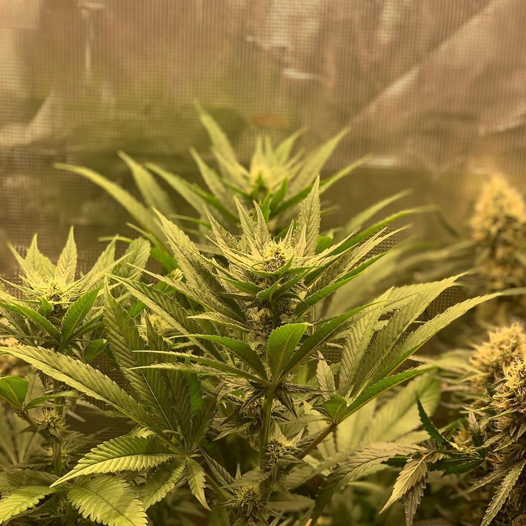 White Strawberries Strain Info / White Strawberries Weed By G13 Labs ...