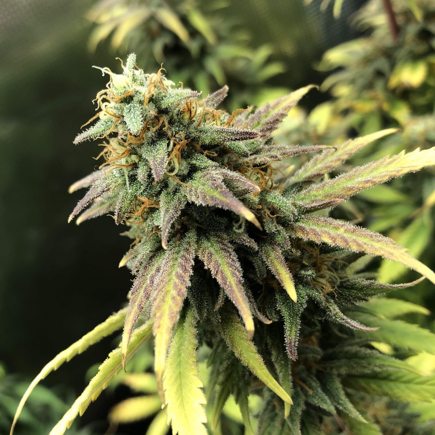 Chocolate Heaven Strain Info / Chocolate Heaven Weed By G13 Labs ...