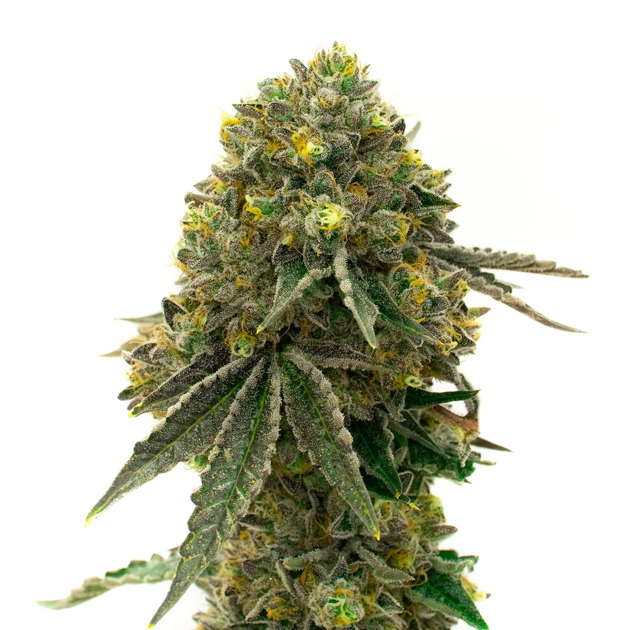 Critical x AK-47 Auto Strain Info / Critical x AK-47 Auto Weed By ...