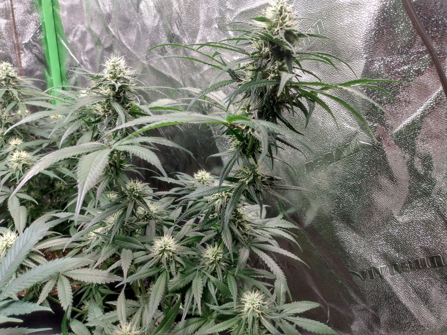 Exodus Cheese Strain Info / Exodus Cheese Weed By Homegrown Cannabis Co ...