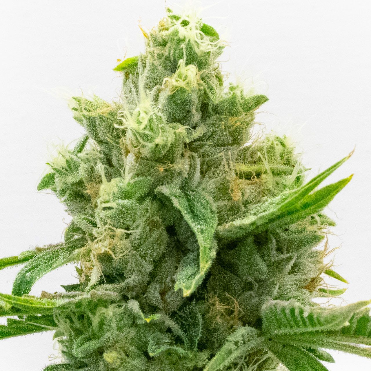 Bruce Banner x Carmen Strain Info / Bruce Banner x Carmen Weed By ...