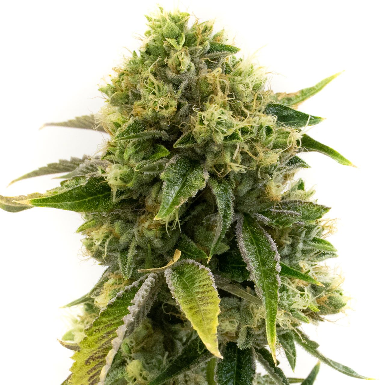 Alien Gorilla Glue Strain Info / Alien Gorilla Glue Weed By Homegrown ...